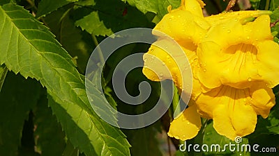 Ginger Thomas or Tecoma Stans Blossom Stock Footage - Video of foliage ...