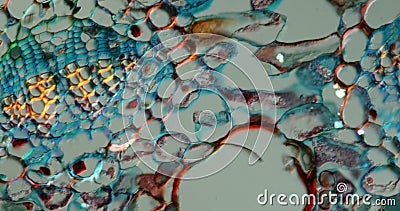 Ginko leave tissue stock footage. Video of fronds, movement - 206672340