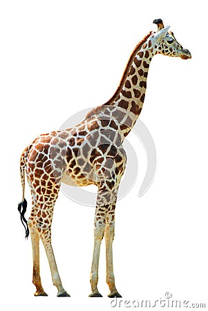 Giraffe Stock Images - Image: 6606454