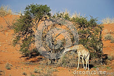 Giraffe And Acacia Tree Stock Photography | CartoonDealer.com #7255610