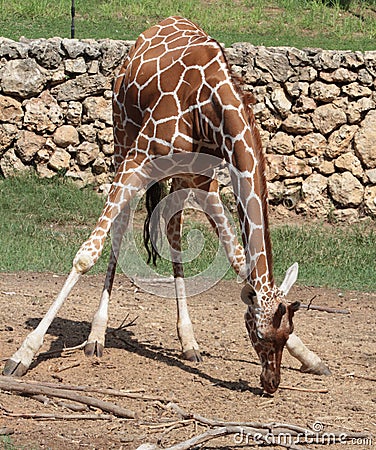 Giraffe bending down stock photo. Image of giraffe, wildlife - 42889526