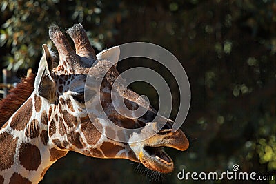 Giraffe Teeth Stock Photos - Image: 16243603