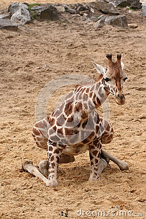 Giraffe Trying To Sit Down Stock Image - Image: 6128301