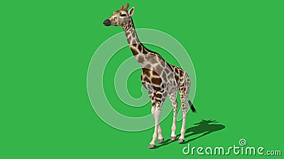 Giraffe Walking with Shadow - Green Screen Stock Video - Video of ...