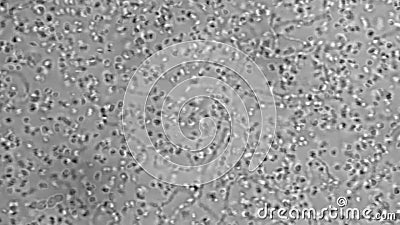 Gistcellen stock footage. Video of tijd, kern, cytoplasma - 54429778