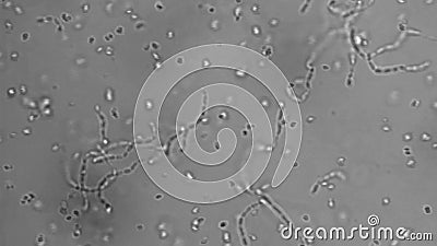 Gistcellen stock footage. Video of tijd, kern, cytoplasma - 54429778