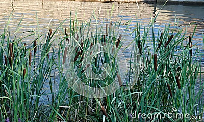 Giunco In Un Fiume Immagini Stock Libere da Diritti - Immagine: 6138149