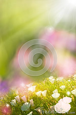 Glowing Spring Flowers Stock Images - Image: 19187734