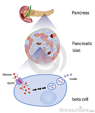Glucose Induces Insulin Release In Beta Cells Stock Image - Image: 27192401