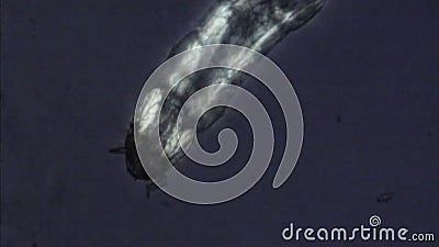 Gnat Larva Under the Microscope with Polarization. Stock Footage ...