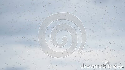 Gnats Swarming Over Water on Summer Evening Stock Video - Video of ...