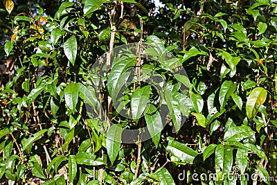Gnetum Gnemon Tree, Melinjo Stock Photos - Image: 35194883