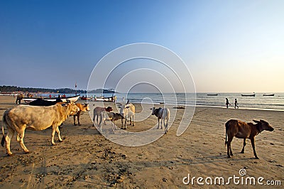 Goa Beach Palolem India, Beaches With Holy Cow Cows Stock Photo ...