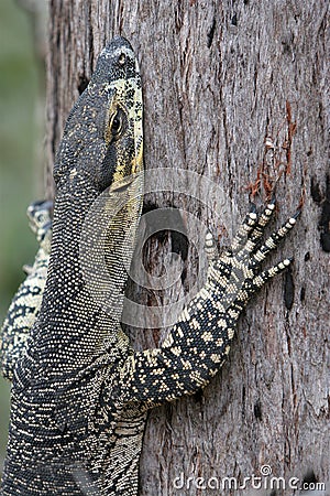 Goanna Climbing Tree Royalty Free Stock Images - Image: 2262159