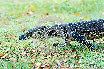 Goanna, Large Australian Native Lizard Royalty-Free Stock Image ...