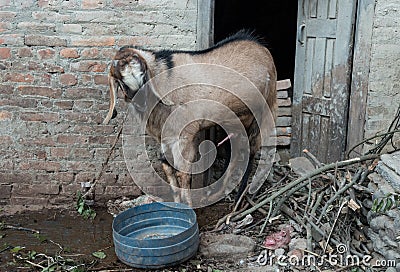 Urinating sheep stock image. Image of excrete, ranch - 36554991