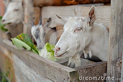 Goats In The Stall Eat Cabbage Leaves And Grass Royalty-Free Stock ...