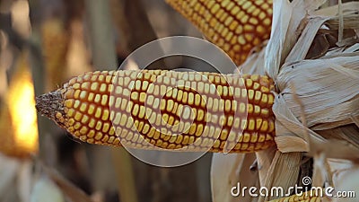 Gold corn cobs at the farm stock footage. Video of maize - 65781810