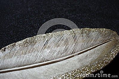 Gold Glitter Feather With Black Background Stock Photo | CartoonDealer ...