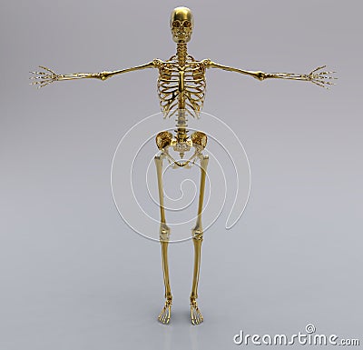 Gold Human Skeleton Stock Photography - Image: 18959642