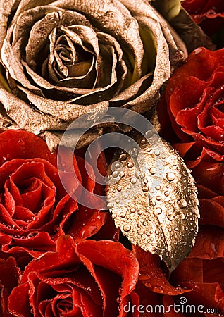Gold Rose & Red Roses Royalty Free Stock Photography - Image: 2870687