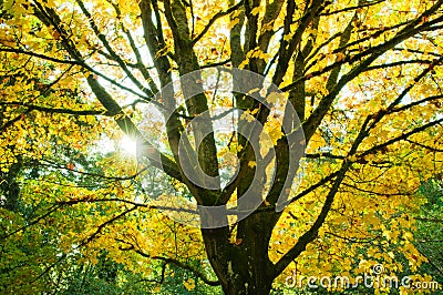 Golden Autumn Maple Tree And Sunburst Royalty Free Stock Photo - Image ...