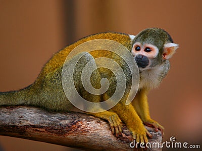 Golden Hair Monkey Stock Photos - Image: 3308853