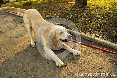 Golden Retriever Pulling Rope Stock Images - Image: 11988464