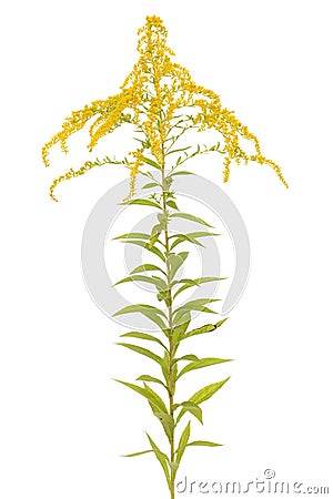 Goldenrod stock image. Image of medicine, solidago, herb - 272681