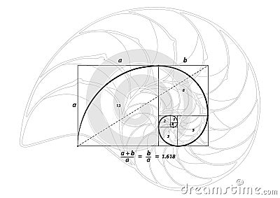 Golden Section And Shell Line On White, Vector Stock Vector - Image ...