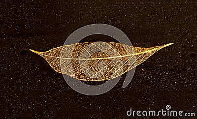 A Golden Skeleton Leaf With A Beautiful Texture On An Abstract Dark ...