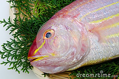 Golden Threadfin Bream Fish Stock Image - Image of fish, chinese: 83287929