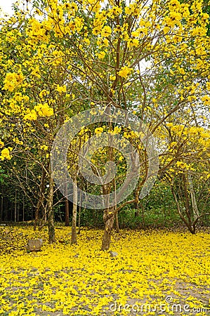 Golden Tree Royalty-Free Stock Photography | CartoonDealer.com #53511017
