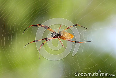 Golden Web Weaver Stock Photo - Image: 277960