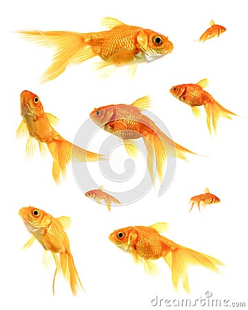 Goldfish Royalty Free Stock Photography - Image: 217787