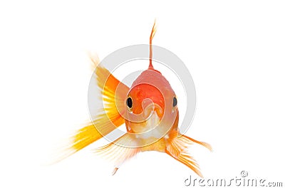 Goldfish Front View Isolated On White Stock Images - Image: 16017764