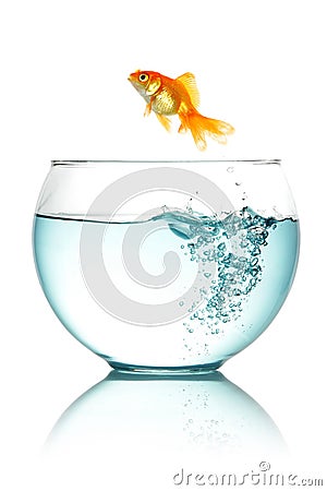 Jumping golden fish I stock image. Image of fish, gold - 3565929