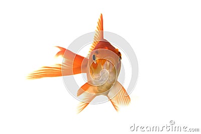 Goldfish Portrait Royalty Free Stock Photos - Image: 12396548