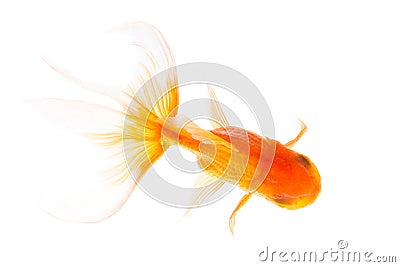 Goldfish Swimming Stock Photos - Image: 31819583