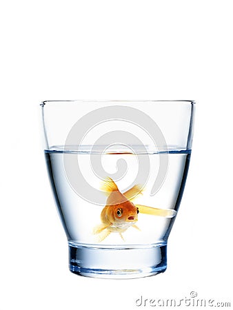 Goldfish In A Water Glass Stock Image | CartoonDealer.com #22162645