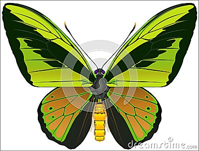 Goliath Birdwing Butterfly Royalty Free Stock Photography - Image: 4551167