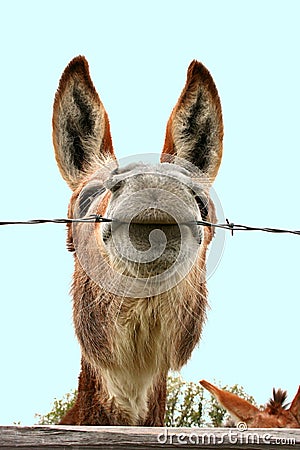 Goofy Donkey Royalty Free Stock Image - Image: 2266736