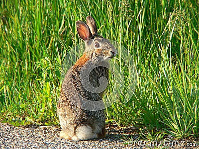 Goofy Rabbit 1 Stock Photos - Image: 27309133