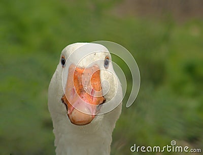 Goose Face Close Up Stock Image - Image: 81031