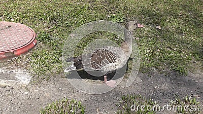 Goose scat in the zoo stock footage. Video of animal - 63349270