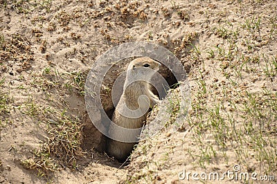 Gopher Stock Photos - Image: 20398663