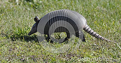 Gordeldier Royalty-vrije Stock Foto's - Afbeelding: 13222008