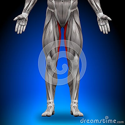 Gracilis - Anatomy Muscles Stock Photo - Image: 32284080