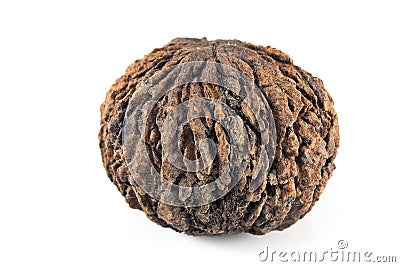 Graine D'arbre Photographie stock - Image: 25833772