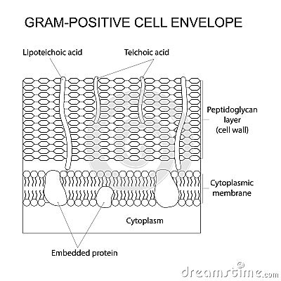 Gram-positive Cell Envelope Vector Illustration | CartoonDealer.com ...